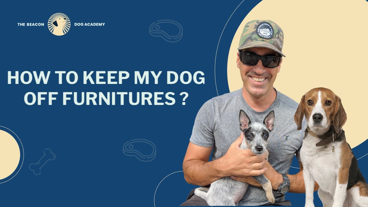 How Do I Keep My Dog Off Furniture The Beacon Dog Academy